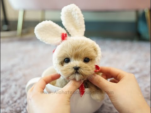 Adorable Mini Maltipoo Is Only Here🙌🏻🙌🏻 - Aloha Teacup Puppies