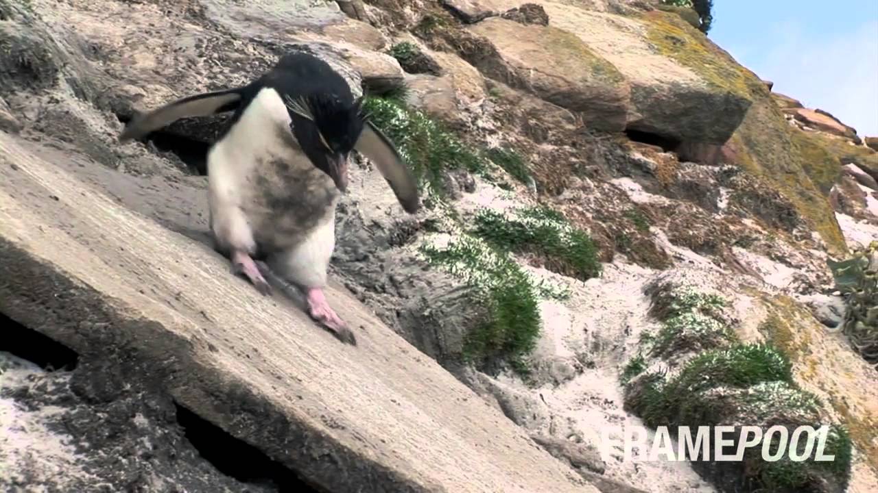 Amazing Animals Collection Entertaining very funny - YouTube