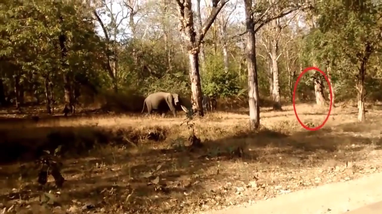 TOP 10 UNKNOWN CREATURES CAUGHT ON TAPE - SECRET FOOTAGE !!! - YouTube