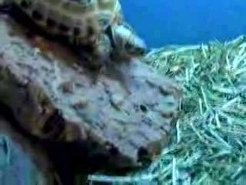 Tortoise Falling on its Back - YouTube