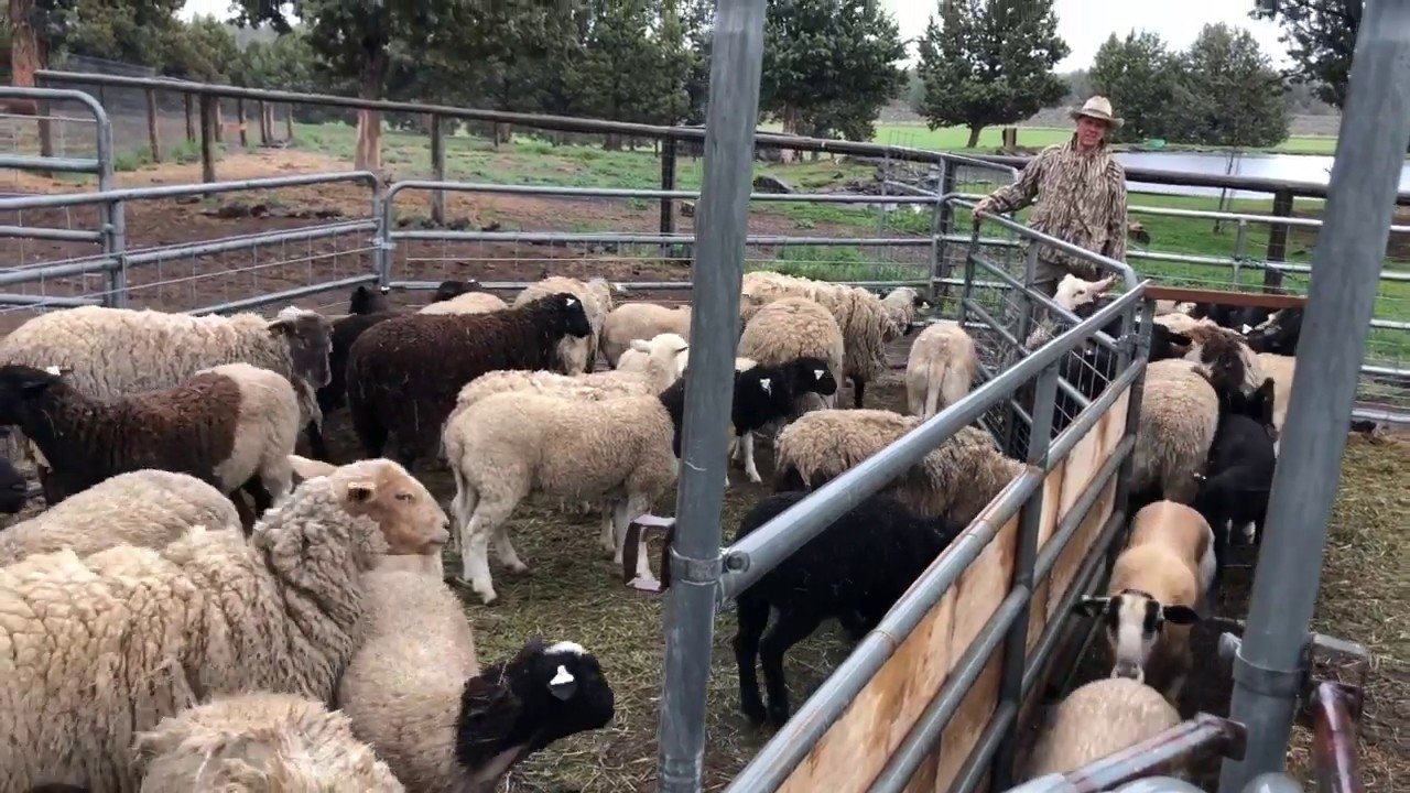 Sheep sortingv1 - YouTube