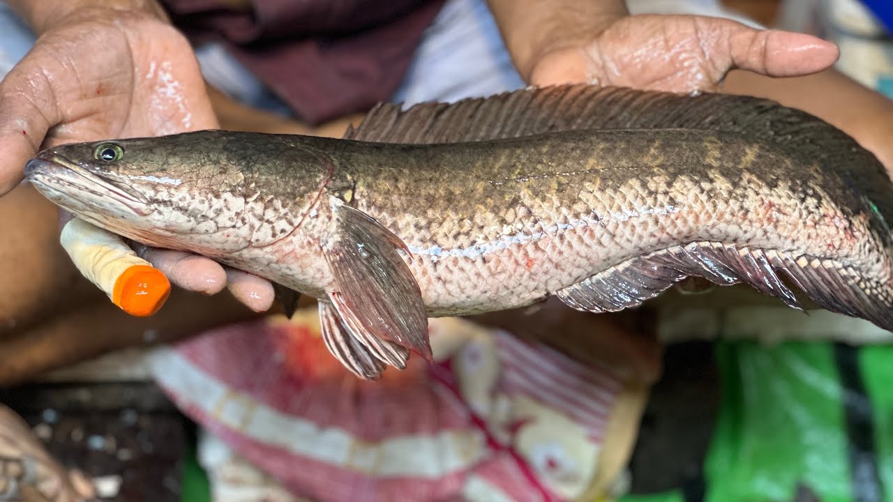 Beautiful Snakehead fish #Indian snakehead fish #live cutting - YouTube