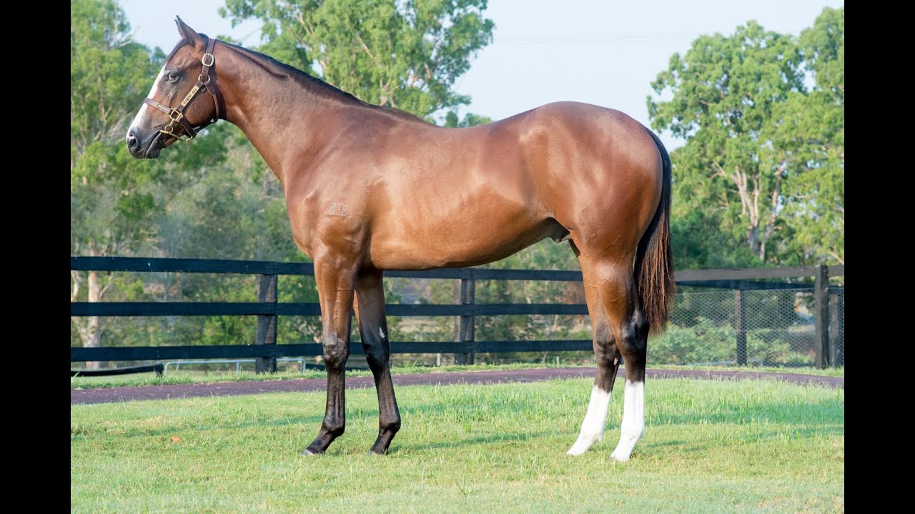 Lot 340, Nicconi x Glorious Red, Colt - Element Hill - YouTube