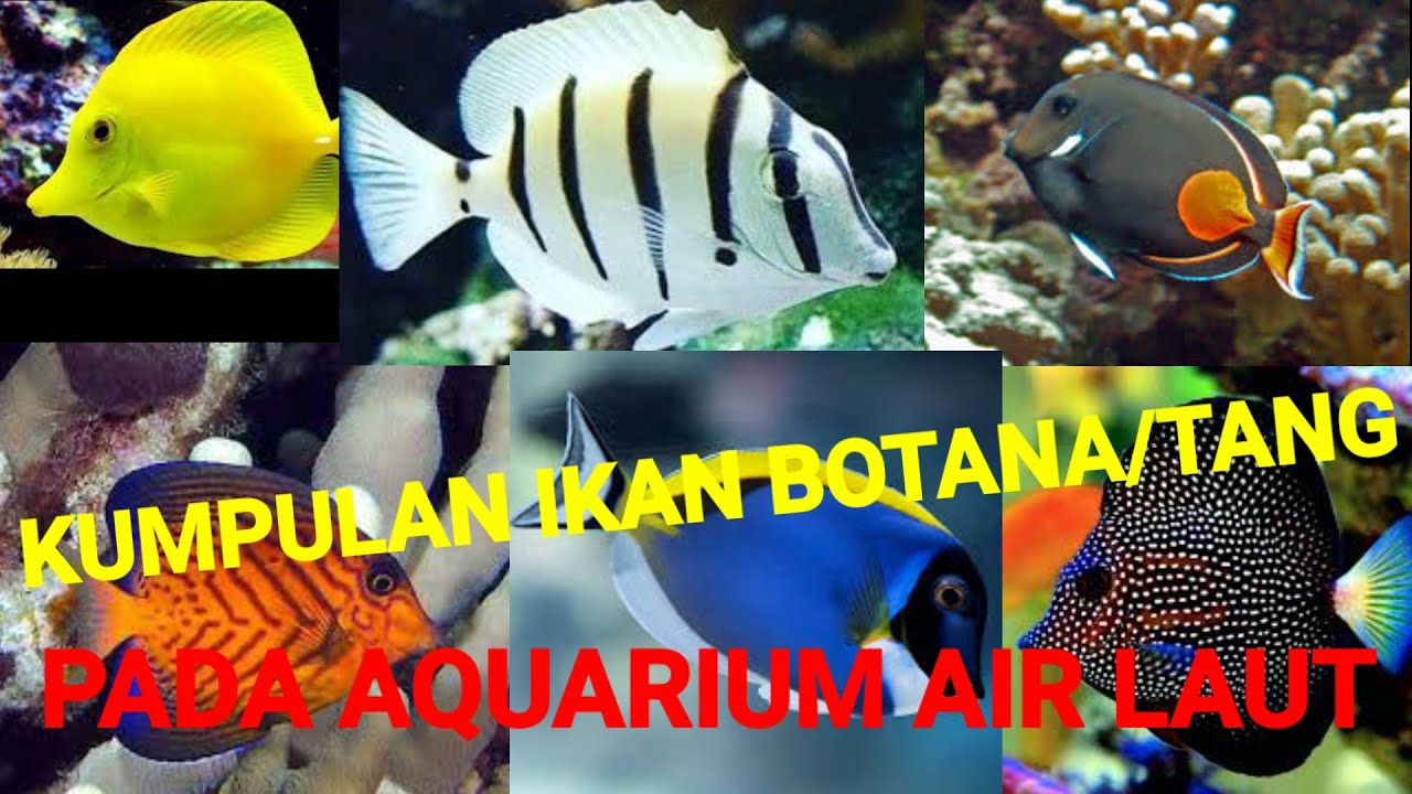 KUMPULAN IKAN BOTANA/TANG PADA AQUARIUM AIR LAUT - YouTube