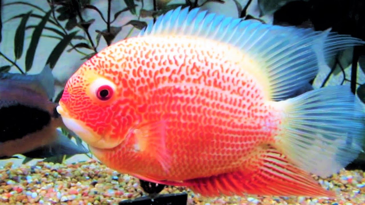 Red Spotted Severum Cichlid tank setup What a beauty! - YouTube