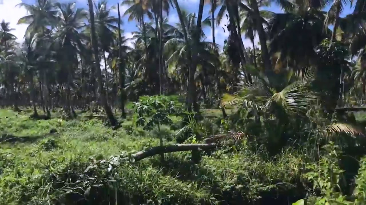 Indigenous coconut oil - Sustainability and growth in Guyana’s ...