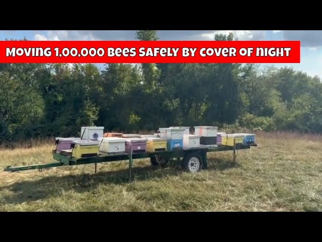 Honey Bees Moving Hives