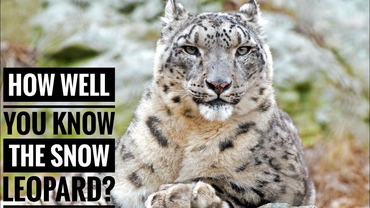 Snow Leopard Description Characteristics And Facts YouTube snow-leopard-description-characteristics-and-facts-youtube