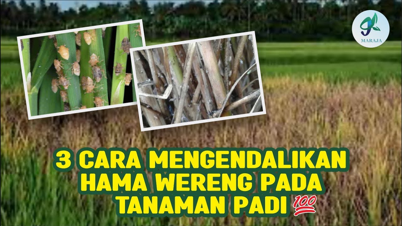 3 CARA MENGENDALIKAN HAMA WERENG PADA TANAMAN PADI💯 - YouTube
