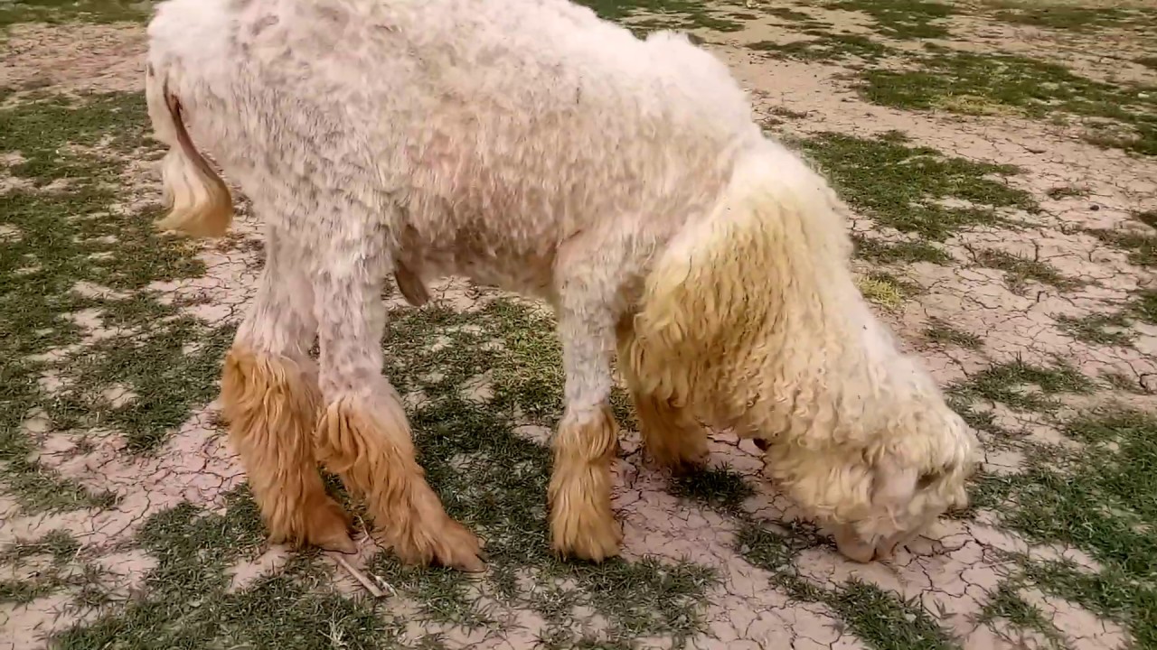 Mundri sheep herd sheared version | teddy goats - YouTube