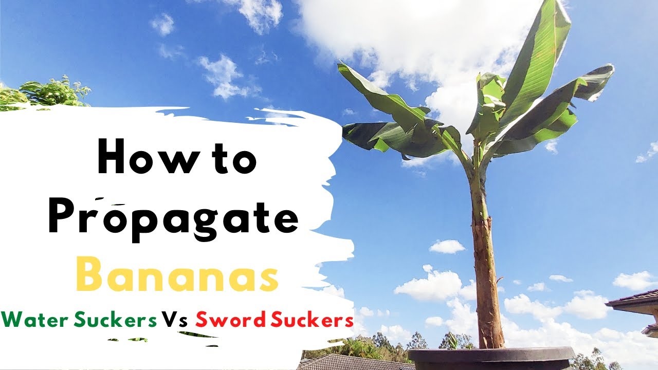 How to Propagate Bananas- Water Suckers Vs Sword Suckers - YouTube
