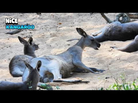 Stunning Kangaroo Family Chilling - YouTube