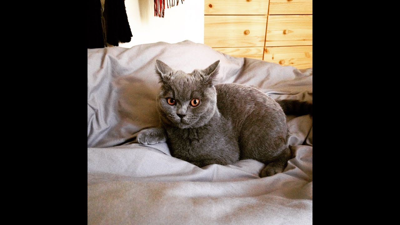 British Blue cat Lundy and the Chase - YouTube