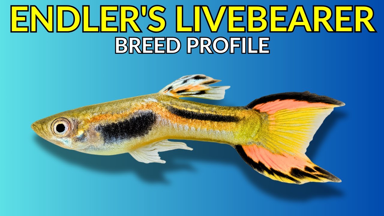 Endler’s Livebearer Care Guide | Tank Setup Feeding Breeding & Lifespan ...