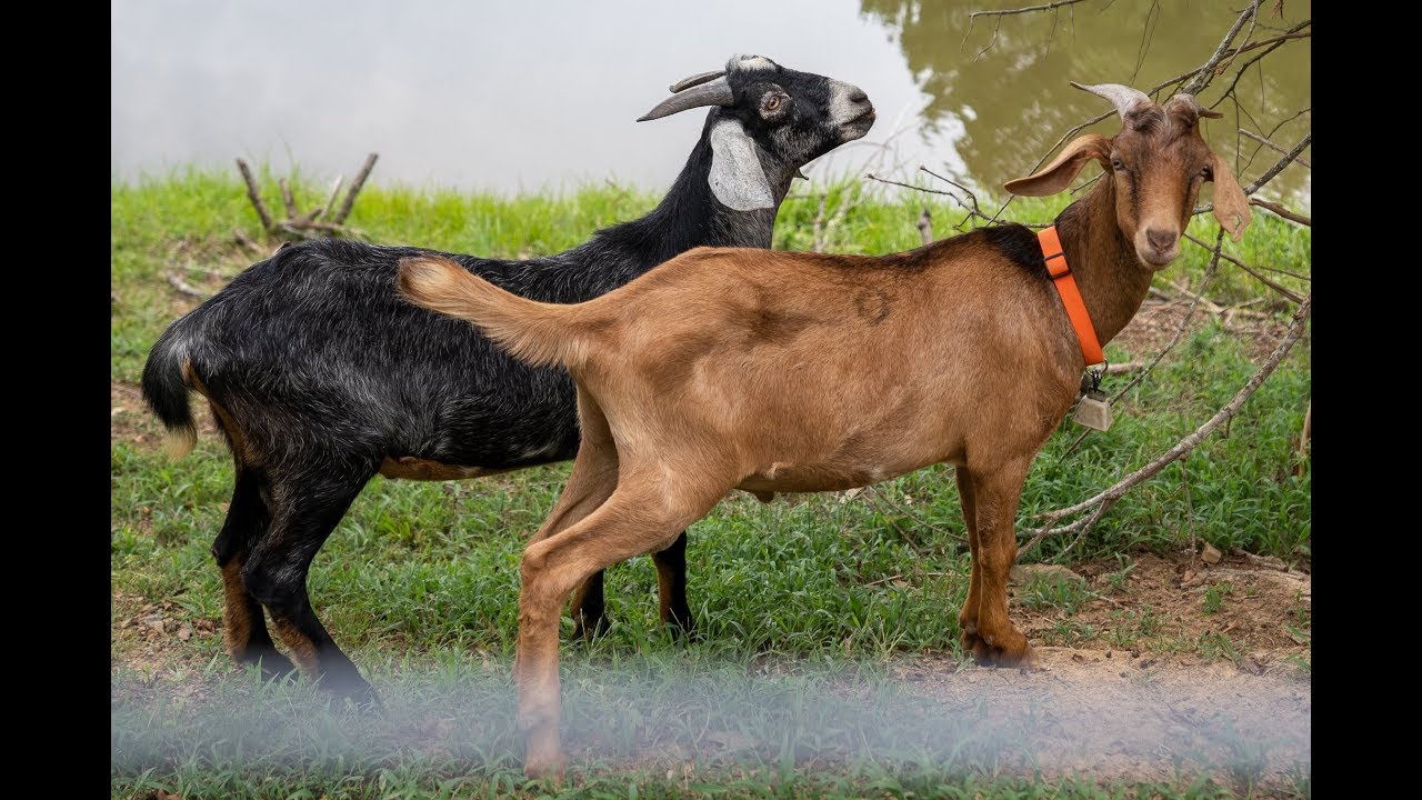 FISHING and GOATS - YouTube