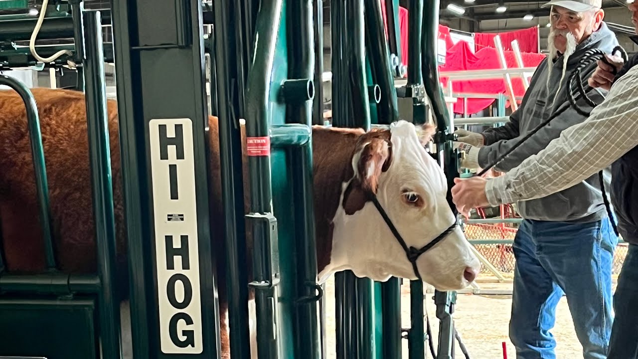 Cattle Handling Hi Hog Hydraulic Cattle Squeeze Chute - YouTube