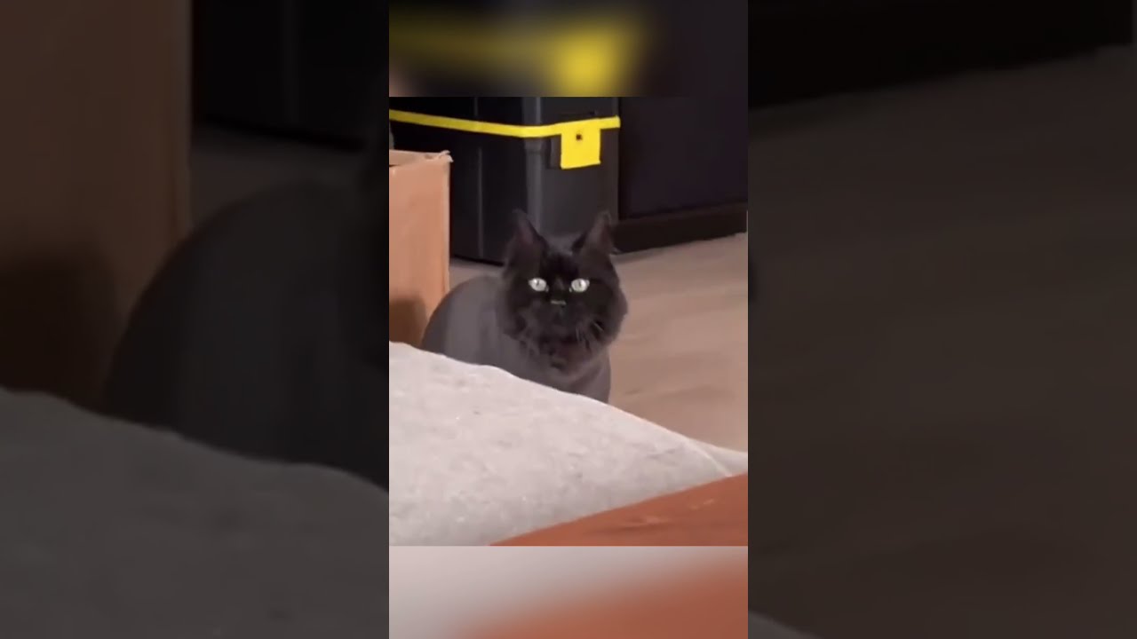 When You Say PSPSPSPSPS To Call A Cat #shorts - YouTube