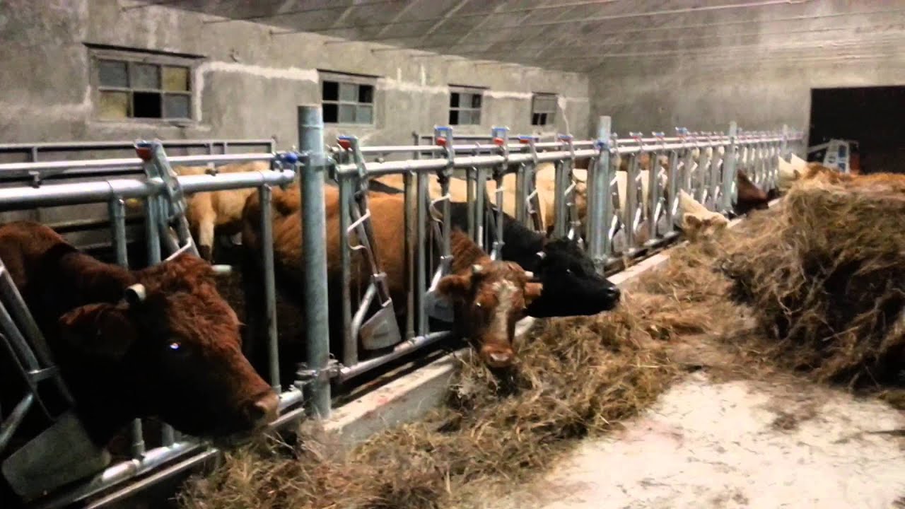 Stalla nuova - YouTube