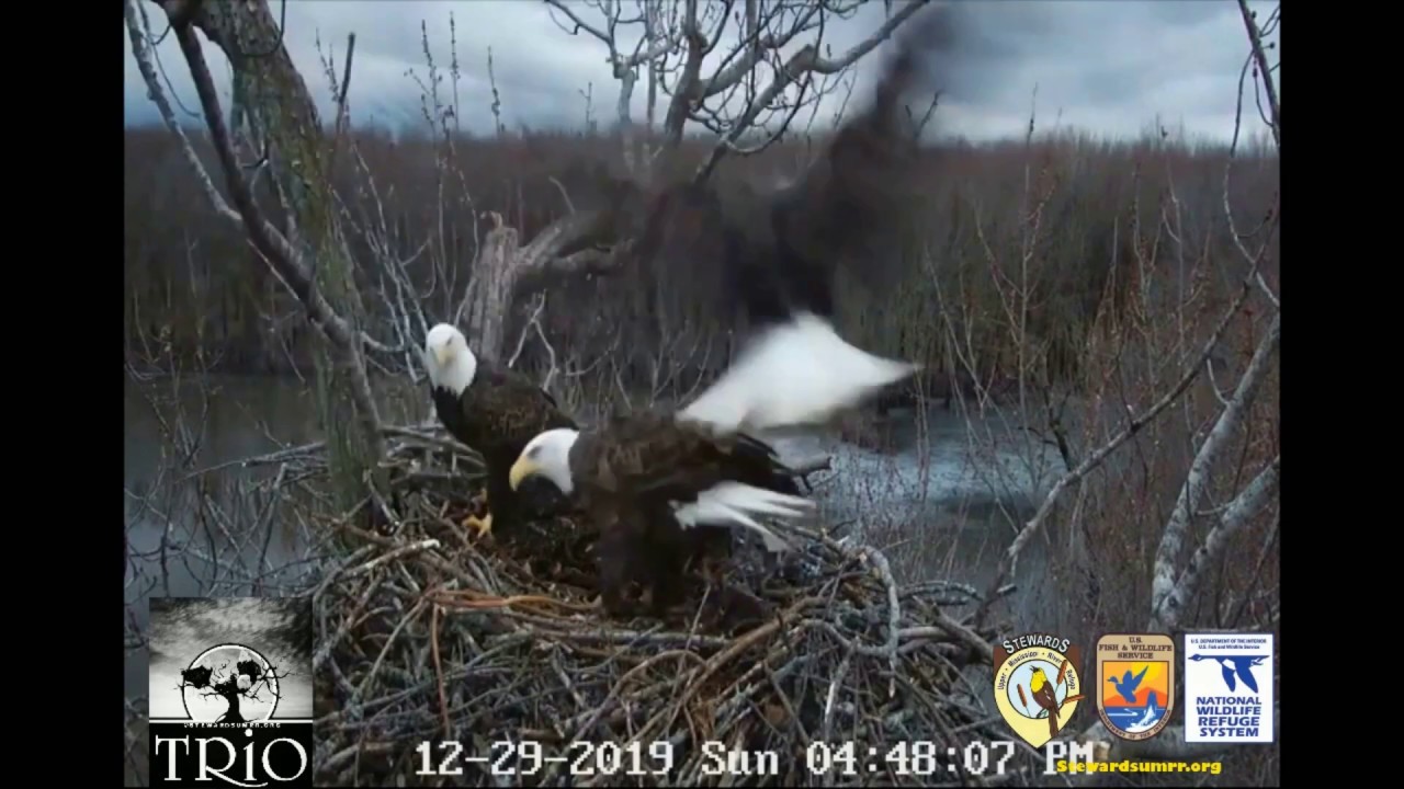 12-29-19 IL Trio eagles; fun times with the Trio, all three in. - YouTube