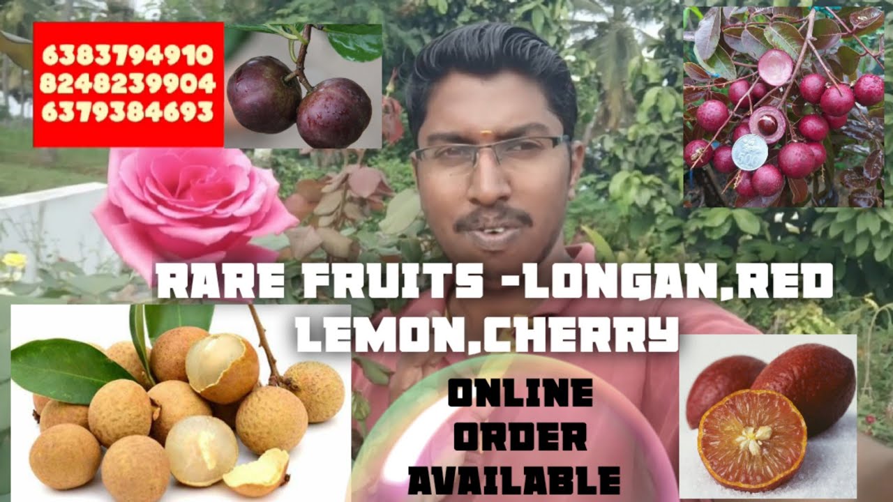 FOUR SEASON LONGAN|RUBY LONGAN| RED LEMON|MANILA TENNIS CHERRY|RARE ...