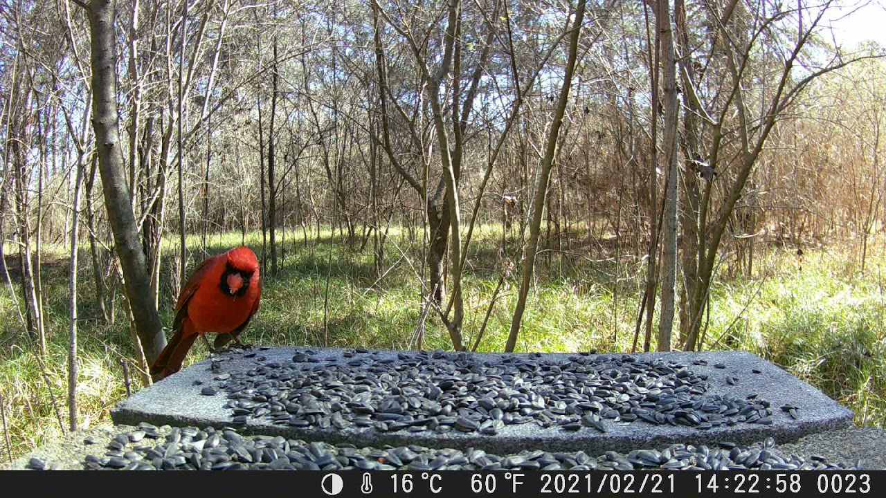 Male Northern Cardinal does a strange wing display. - YouTube