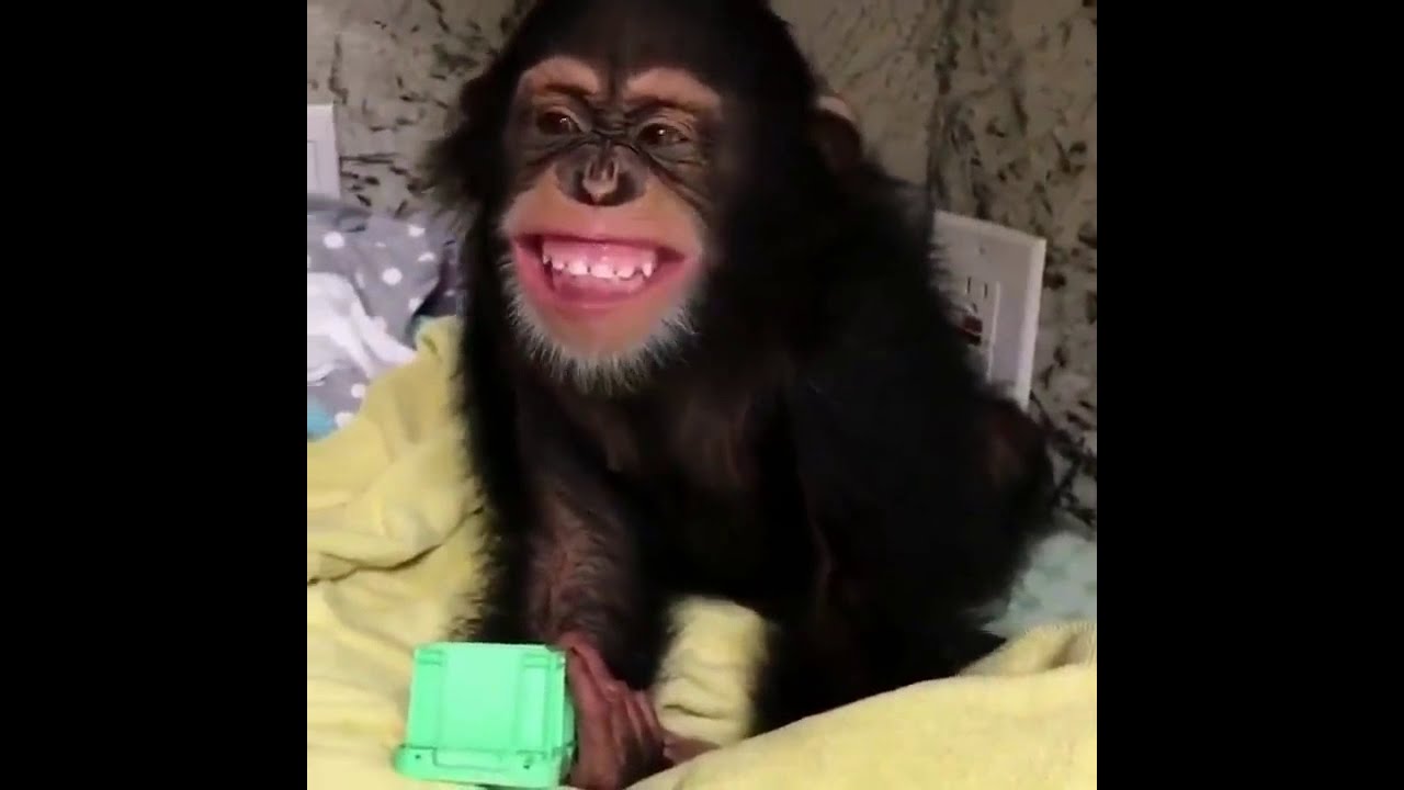 Filhotes de macaco fofos Parte 4 Melhores momentos de macaquinhos 2019 ...