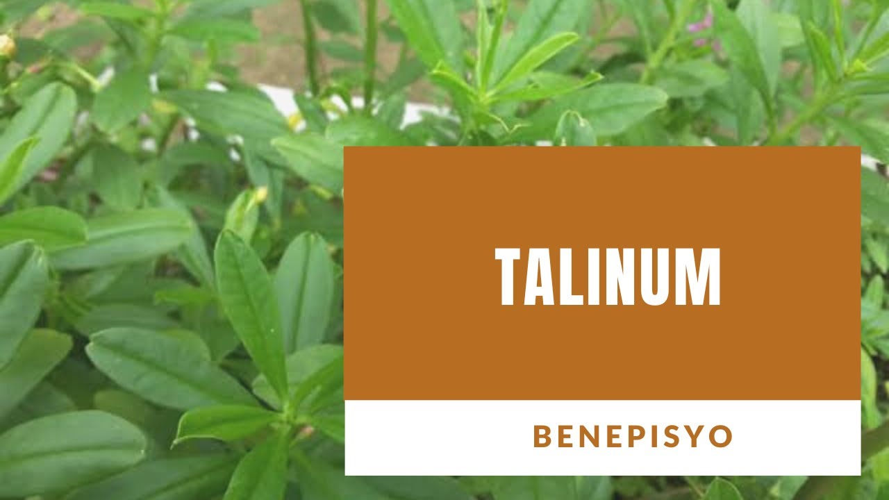 #223 TALINUM/TALILONG- pangKRISIS na GULAY / JEWELS OF OPAR / Talinum ...