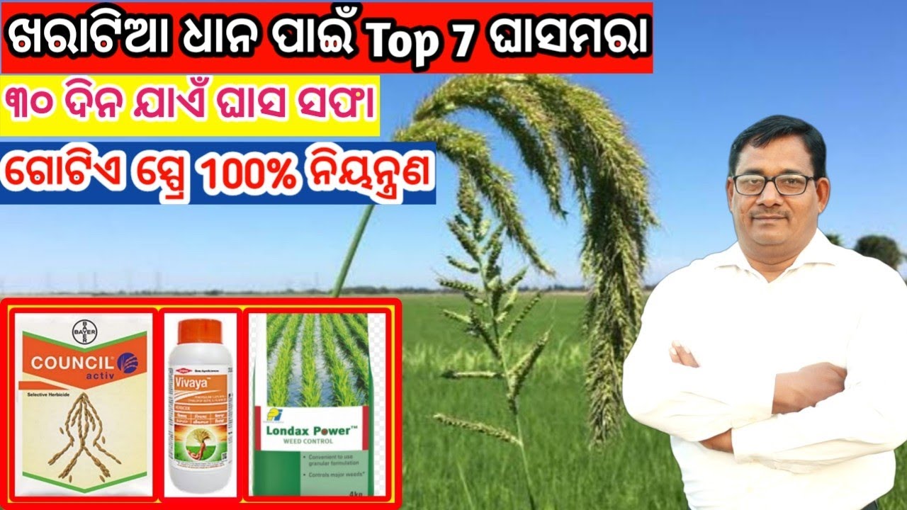 how to control weed in paddy ଖରାଟିଆ ଧାନ ପାଇଁ ଘାସ ମରା - YouTube