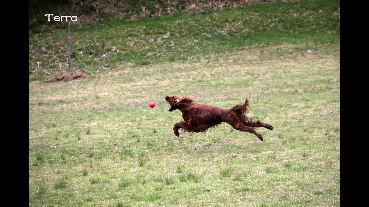 【里親で迎えた犬】【美しい森でフリー運動】Spring! Run! Irish Setter! - YouTube