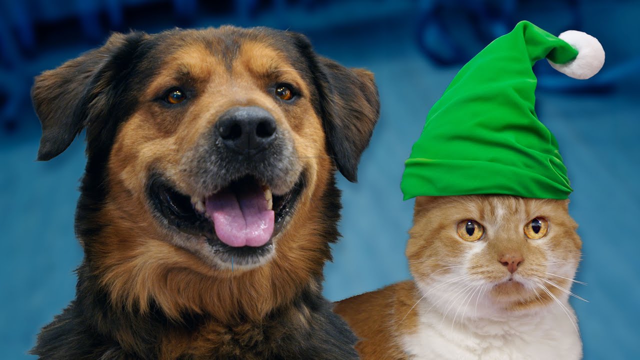 Happy Howlidays! - Pets of the Week - YouTube