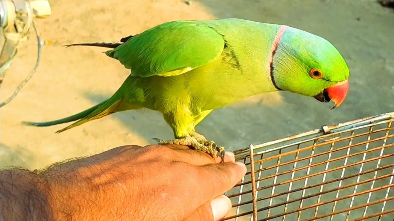 Parrot ringing parrot talking parrot Vice video - YouTube