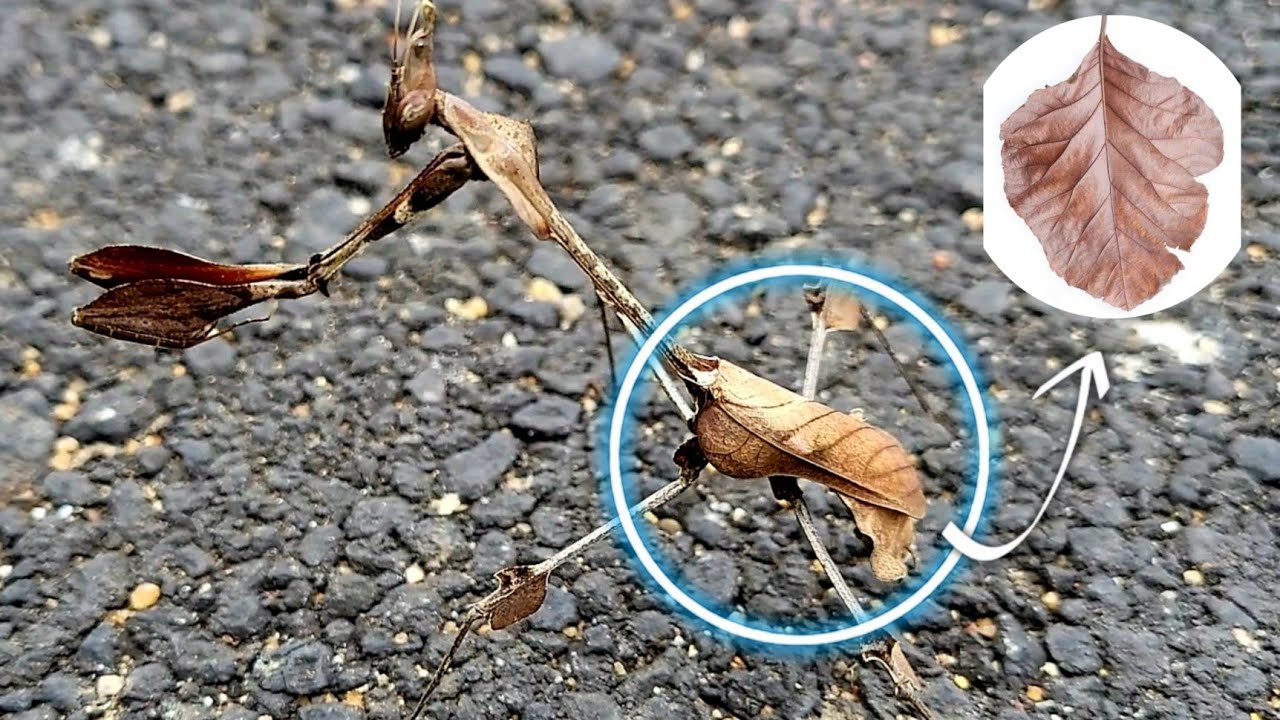 காய்ந்த இலையை போலவே இருக்கும் பூச்சி | Dead Leaf Insect | 4K | NIT19 ...