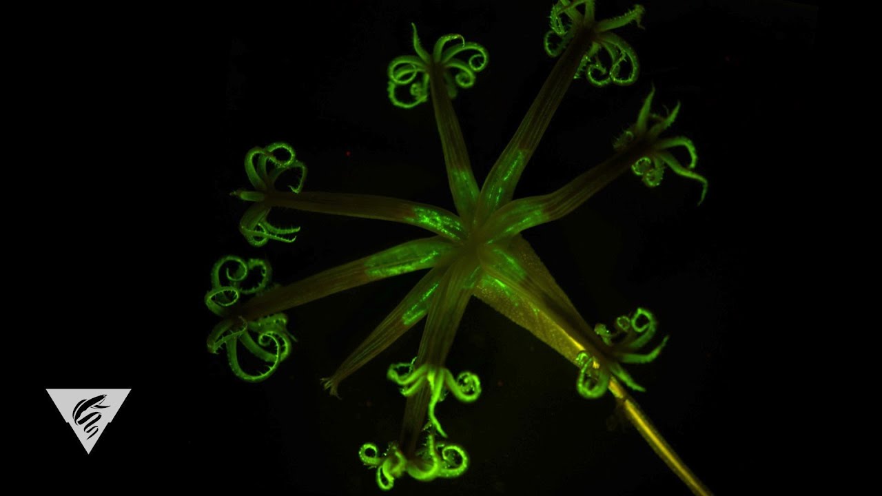 Bioluminescence in the deep sea: Glow-in-the-dark corals light up the ...