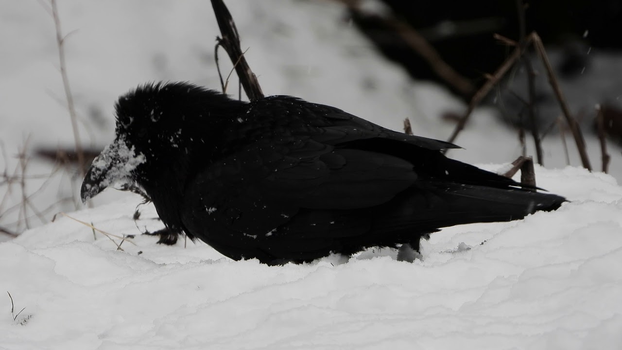 february 3 2019 13:04 - Raven playing in the snow - YouTube