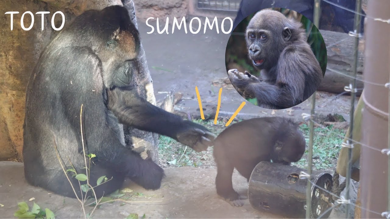 Female Gorilla Toto Touches Baby Sumomo Lightly and Lovingly | the ...