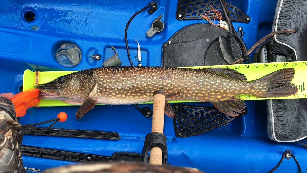 Spring Pike Fishing In Michigan - YouTube