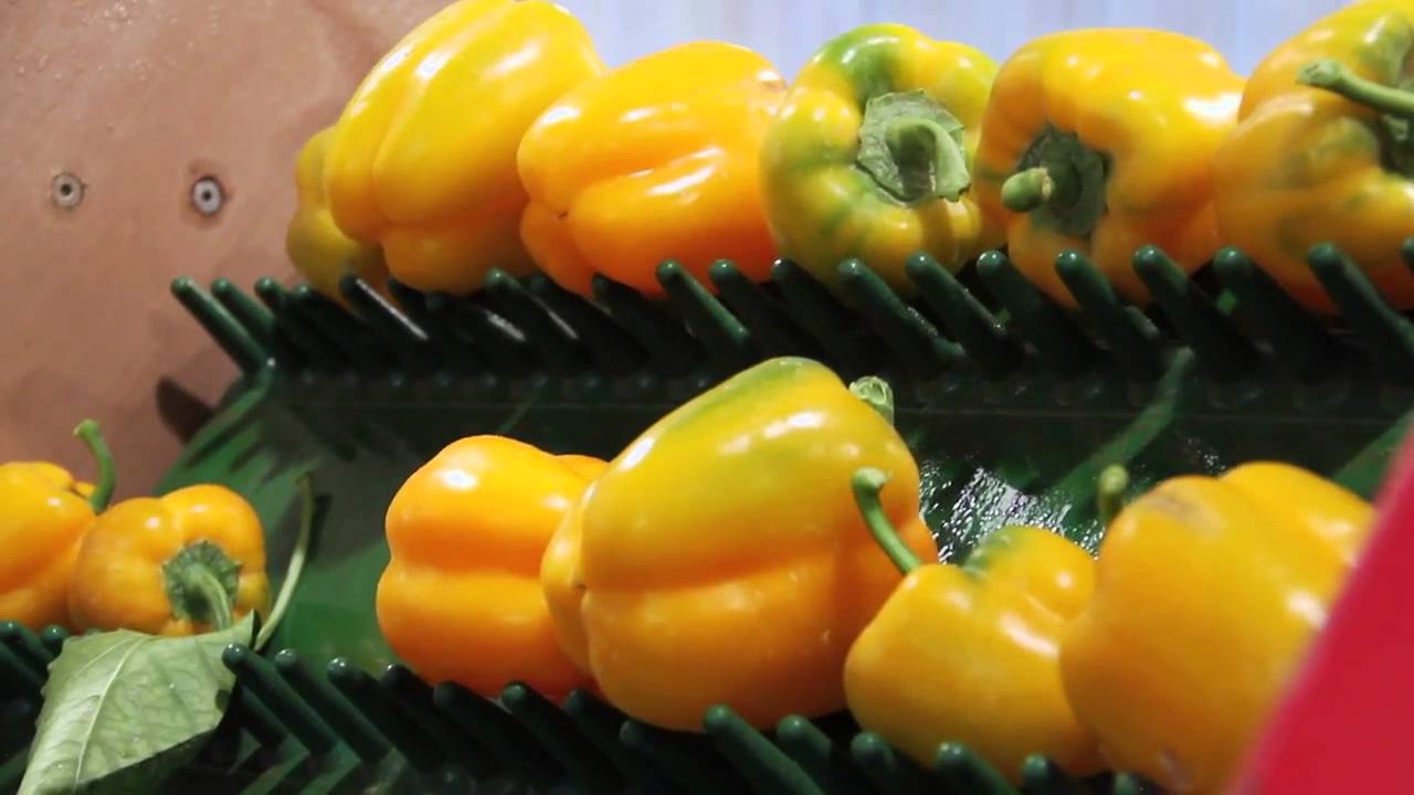 Elite Agro LLC - YouTube