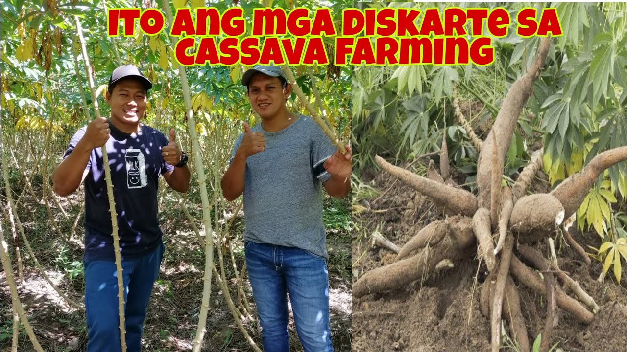 Tips & Techniques Para Kumita sa Cassava Farming - YouTube