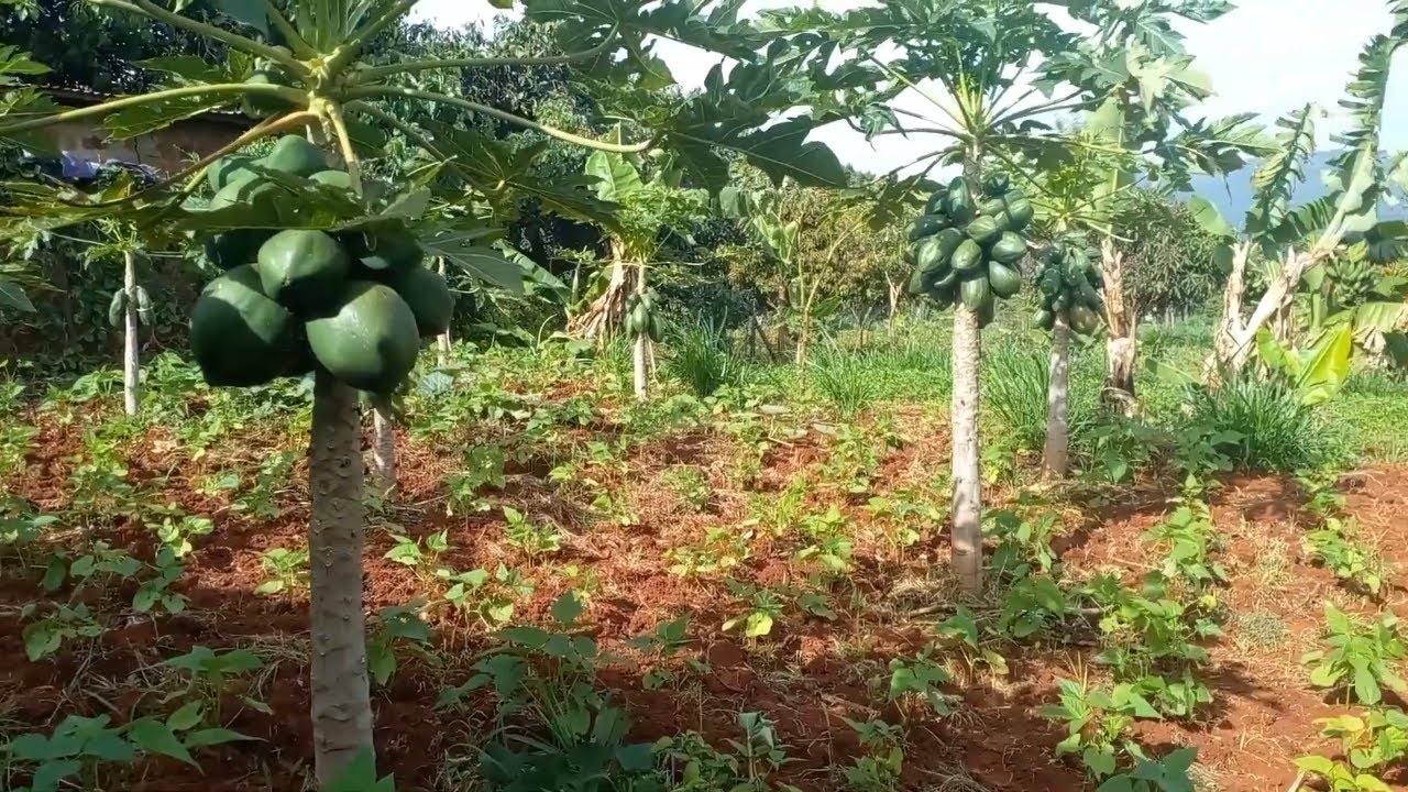 FOCUS ON PAWPAW FARMING | INSIGHTS #agriculture #papaya - YouTube