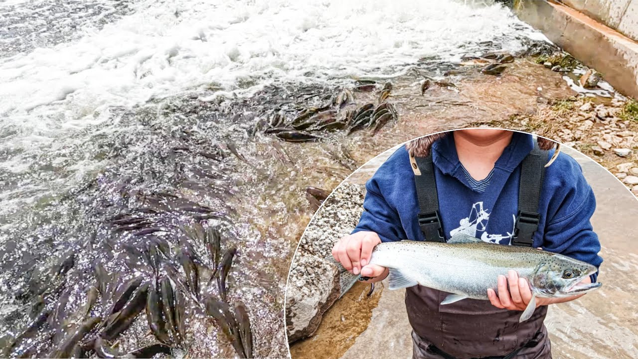Lake Michigan's Spring Steelhead Run. Suckers Were Everywhere ...