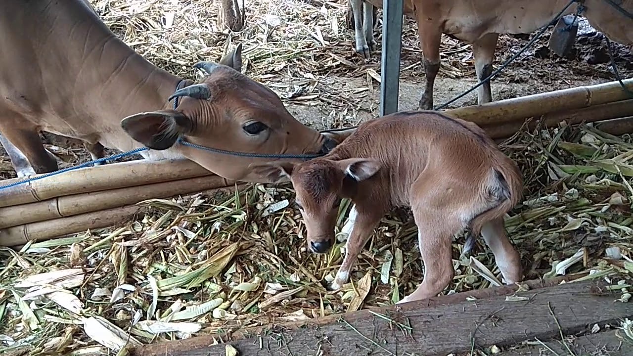 Anak Sapi Bali - YouTube