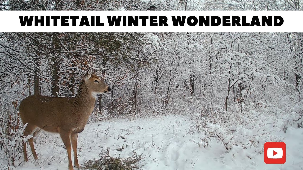 Whitetail Deer Enjoys a Snowy Cedar Snack | Trail Cam Videos - YouTube