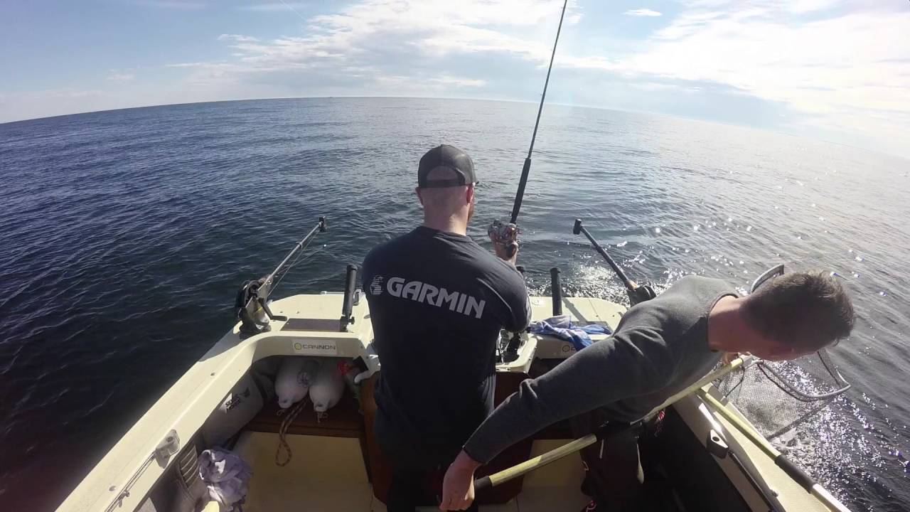 Crazy salmon! - YouTube