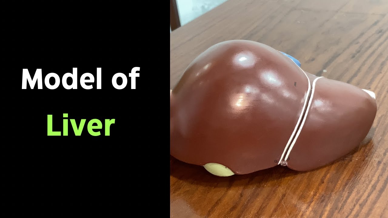 Model of liver - #mbbs #anatomy #liver #doctor - YouTube