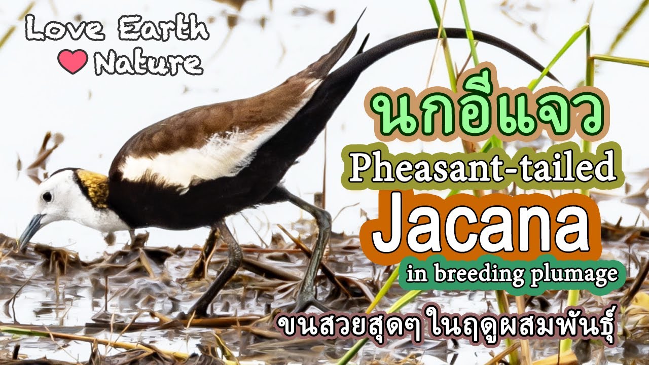 Pheasant-tailed Jacana in its Gorgeous Breeding Plumage - YouTube