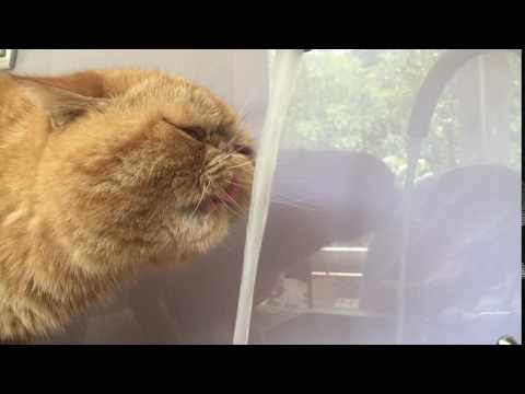 Super cute exotic cat playing with water