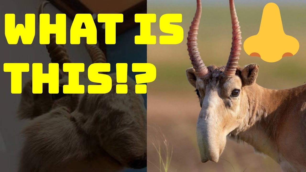 Discover the Saiga Antelope Unique Adaptations & Behaviors - YouTube