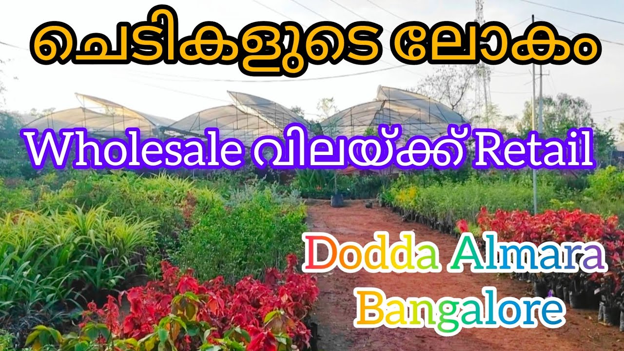 Nursery മാത്രം ഉള്ള ബാംഗ്ലൂരിലെ ഒരു സ്ഥലം #nursery #plants #tree # ...