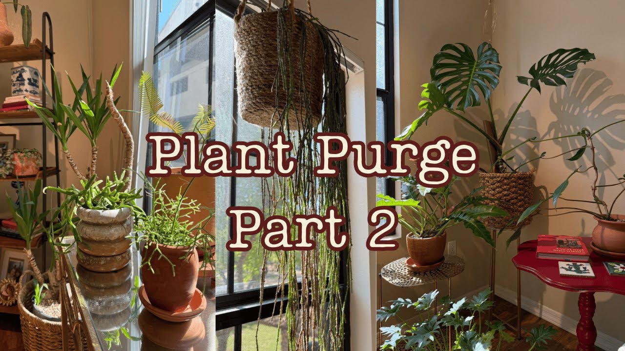 What Stays, What Goes | Plant Purge (Part 2) 🥲 - YouTube