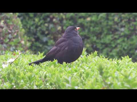 Canon SX50 HS 1080 Video Test with the help of Mr. Blackbird